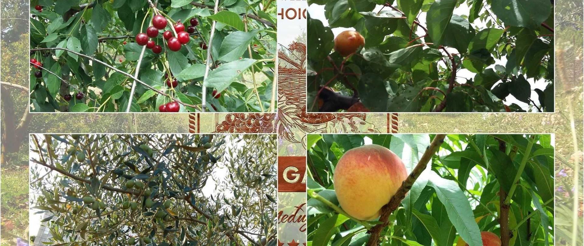 Pansion Gagro Medjugorje